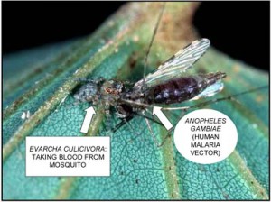 Vampire Spiders & Frankensquitoes - Science Update