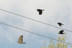 Crow Mobbing - Science Update