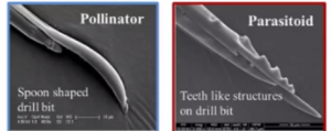 Wasp Drill Bits - Science Update