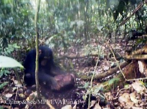 Chimp & See - Science Update