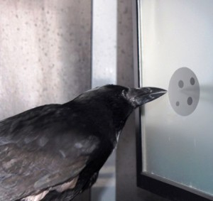 Counting Crows - Science Update