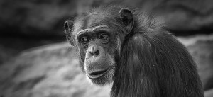 Parasites & Chimp Behavior - Science Update