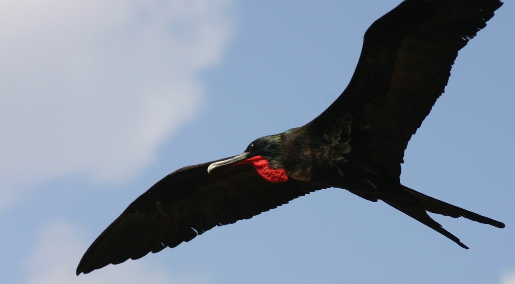 Frigatebird Migration - Science Update