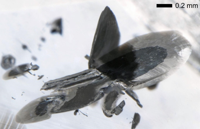 Deep Diamonds - Science Update