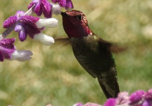 Hummingbird Vision - Science Update