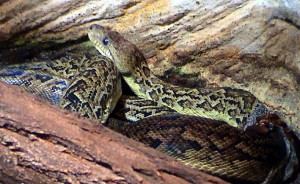 Snakes In A Cave - Science Update