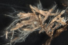 Pollution, Fungi, and Trees - Science Update