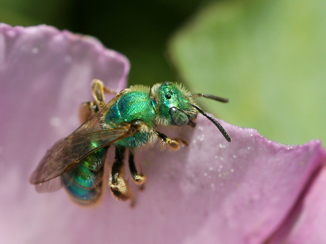 Two Very Important Things You Need to Know About Bees - Science Update